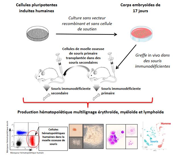 Nouvelles perspectives pour les greffes de cellules souches hématopoïétiques | CNRS Biologie